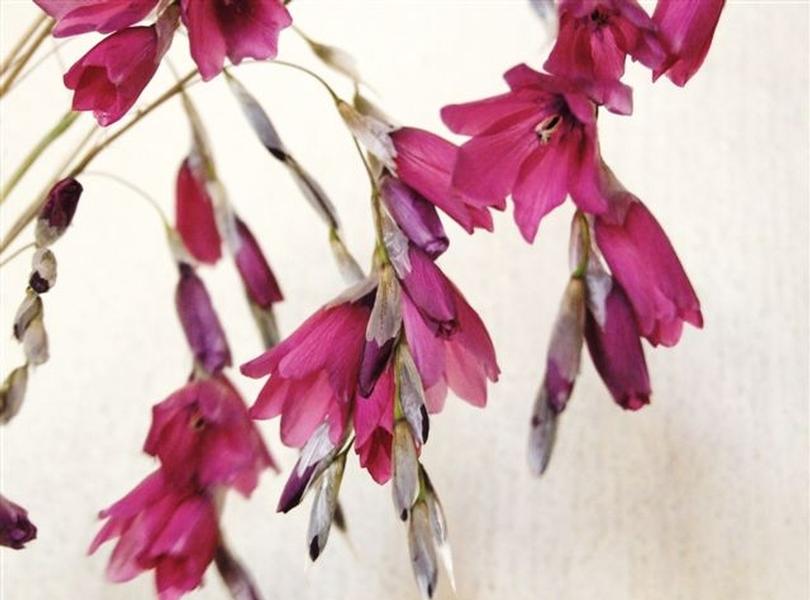 Dierama 'Miranda' - buy plants at Coolplants