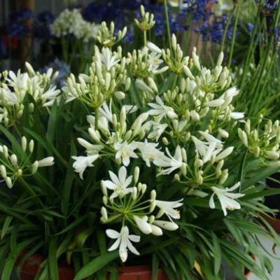 Semponium 'Diamond' - buy plants at Coolplants