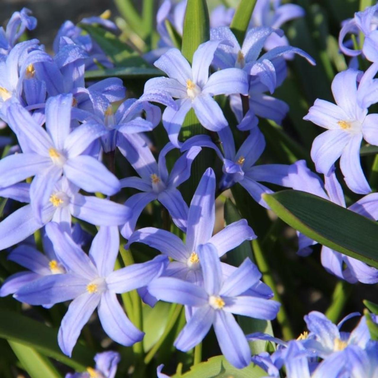 Chionodoxa forbesii - buy plants at Coolplants