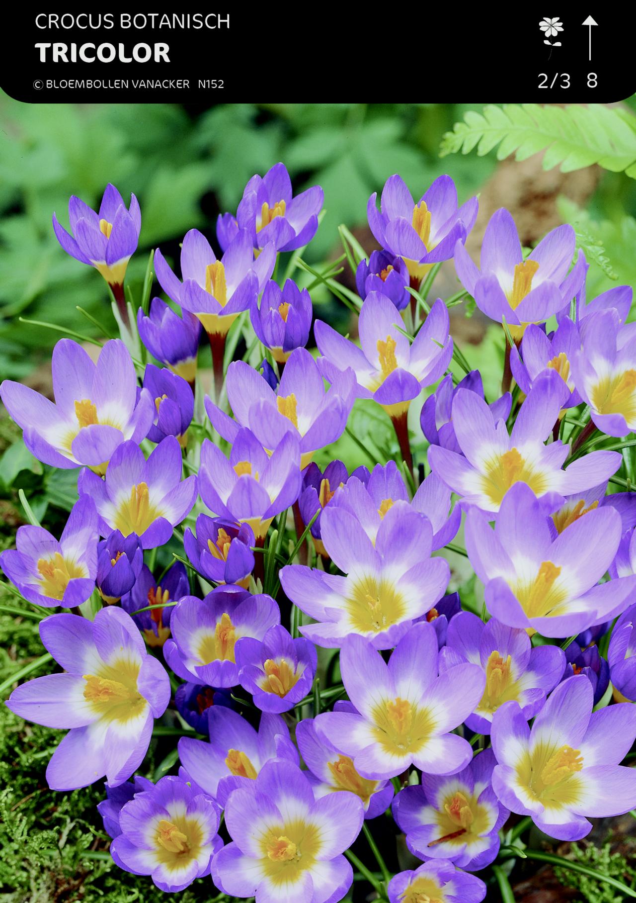 Crocus sieberi 'Tricolor' - buy plants at Coolplants