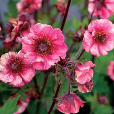 Geum TEMPO 'Coral' - buy plants at Coolplants