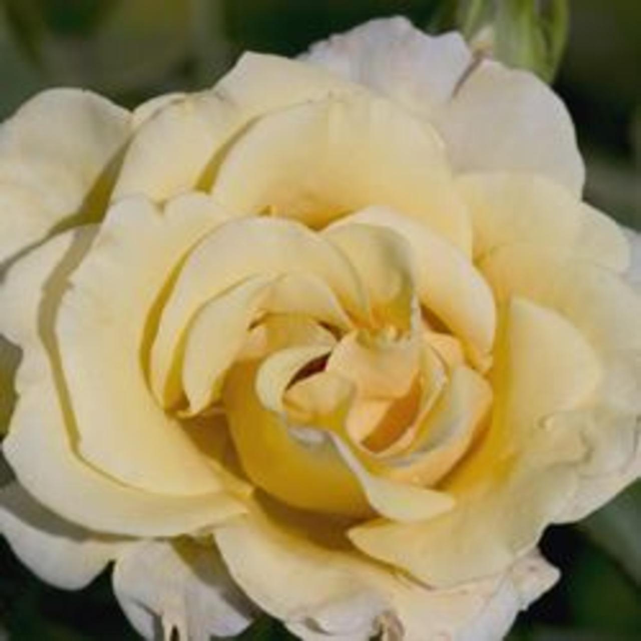 Rosa 'Centennial' Easy Elegance - buy plants at Coolplants